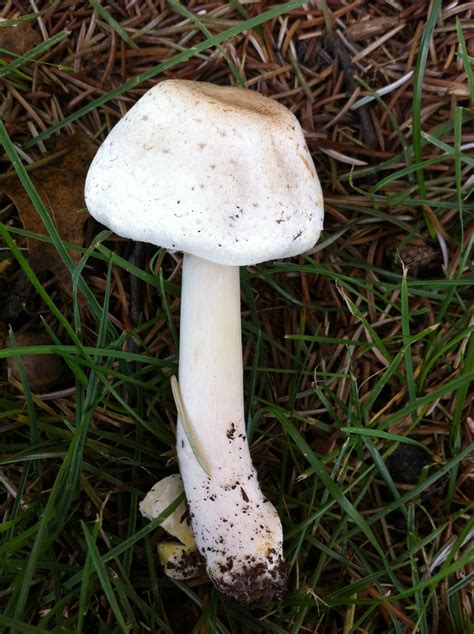 Agaricus Xanthodermus The Thing That Is Steve