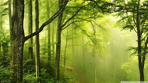 Hd Wallpapers Nature Forest Wallpaper Cave