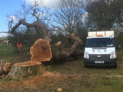 Tree Surgery Eden Woodlands Consultants Ltd Are A Cumbrian Based Company Carrying Out Tree