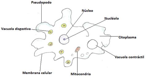 Reino Protista Ameba O Reino Protista