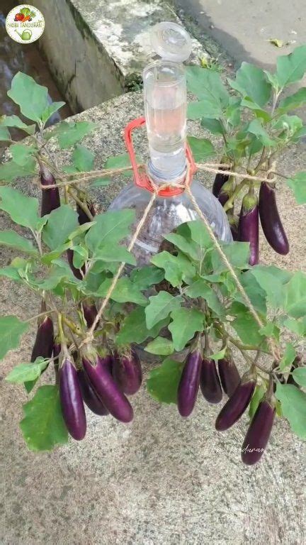 Cara Unik Tanam Terong Agar Berbuah Lebat Gardening Garden Gardeningtips Plants Plantlife