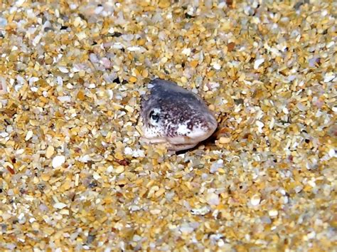 Worms World Register Of Marine Species