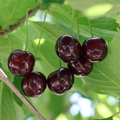 Garnet Girl™ Cherry One Green World