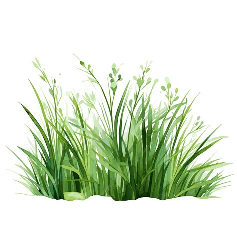 Hand Drawn Grass Watercolor Vector Illustration Premium Ai Generated