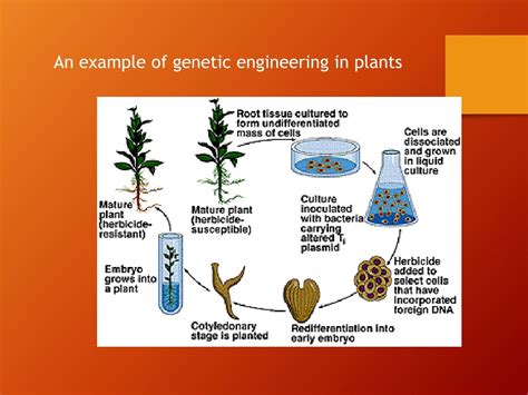 Ppt Recombinant Dna Technology Powerpoint Presentation Free Download