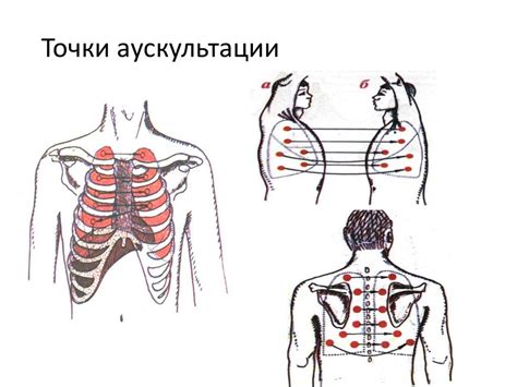 Аускультация легких Понятие об основных и дополнительных дыхательных