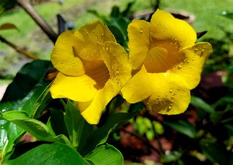 Dwarf Allamanda Rescue Landscape And Irrigation