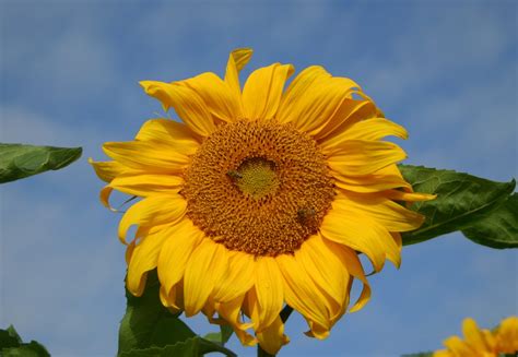 The Weird World Of Plant Sex Manitoba Museum
