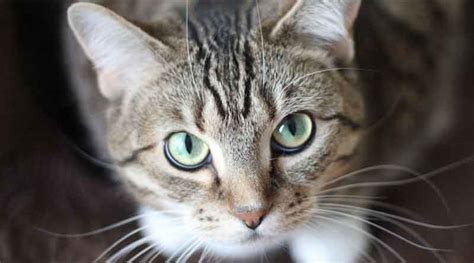 South Africa Woman Catches Neighbour Having Sex With Cat