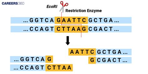 Restriction Enzyme Definition Types Applications Examples Diagram