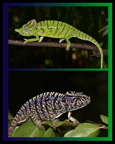 Nano Chameleon Adds To Madagascars List Of Worlds Smallest Species