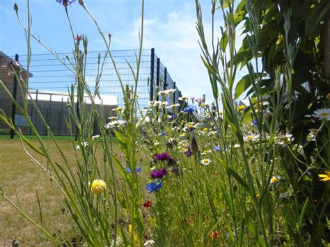 Celebrating Wildlife Sustainability And Biodiversity In Hmpps And How You Can Help Hmpps