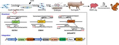 Production and Functional Verification of 8‐Gene (GGTA1, CMAH, β4GalNT2 ...