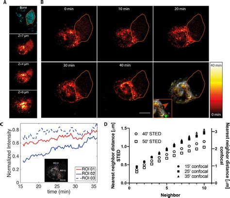 Actin Reorganization Upon Bone Contact The Figure Presents A