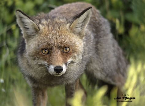 Cunning Fox
