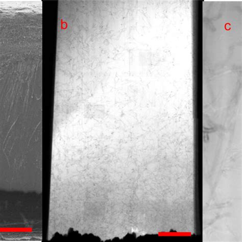 A A Cross Section Sem Micrograph Of A Multiwalled Cnt Forest Download Scientific Diagram