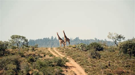 02｜理解张量 1小时入门pytorch：从张量到多gpu神经网络训练 极客时间