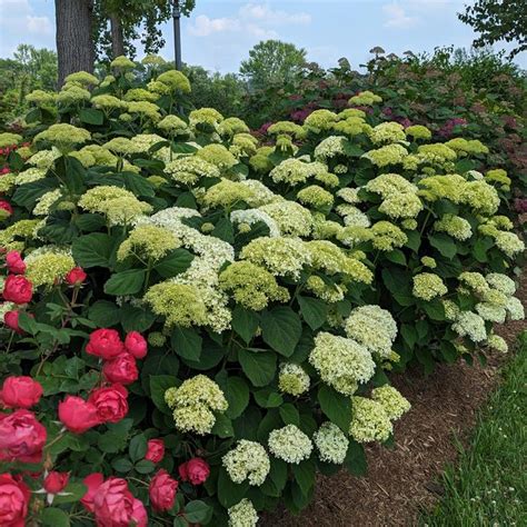 Incrediball Storm Proof™ Hydrangea Sooner Plant Farm