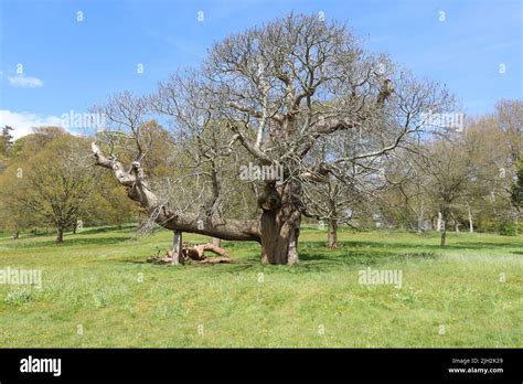 A Huge Side Branch From An Old Tree Is Supported By Timbers To Stop It Breaking Off Completely