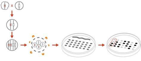 What Is Yeast Genetics Singer Instruments