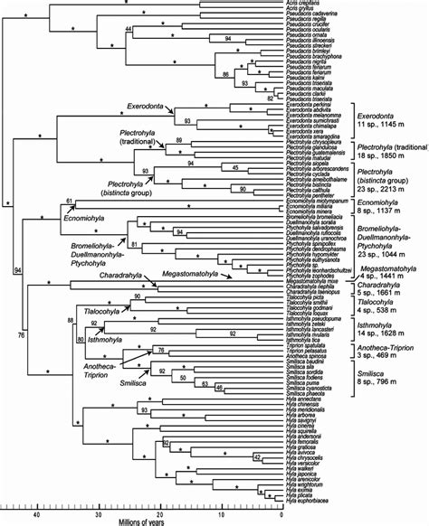 Phylogeny And Divergence Date Estimates Chronogram For The Middle