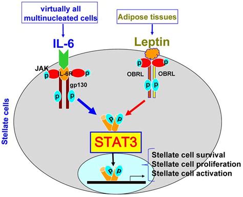 Stat3 Transcription Factor