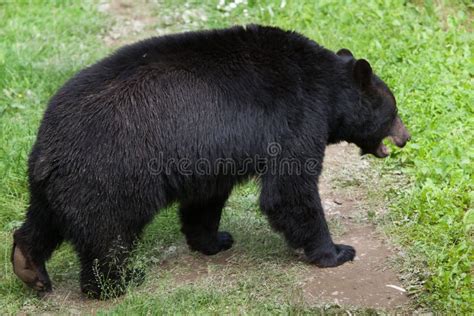 Oso Negro Americano Ursus Americanus Imagen De Archivo Imagen De