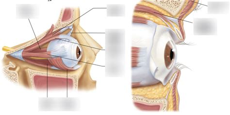 Extrinsic Eye Muscles Diagram Quizlet