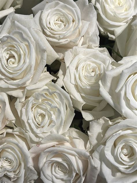 White Rose Wallpapers 4k Hd Backgrounds On Wallpaperbat