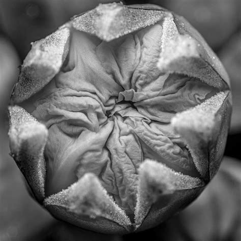 Tiny Planthopper Issidae R Macroporn