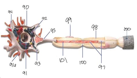 Neuron Model Diagram Quizlet