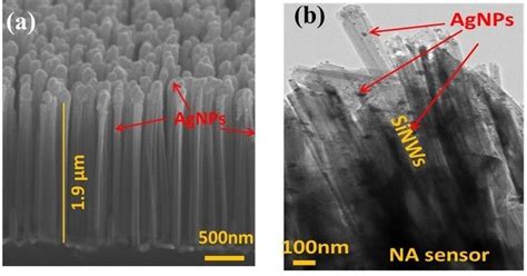 Sem And Tem Analysis On The Morphology Of The Na Sensor Download