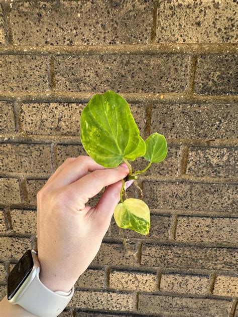 Verrucosum Variegated Philodendron Mid Cut Plant Cutting Etsy