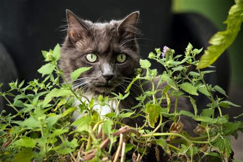 10 Easy Tips How To Grow Catnip The Gardening Dad