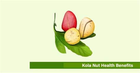 Kola Nut Wonderful Health Benefits Uses And Side Effects