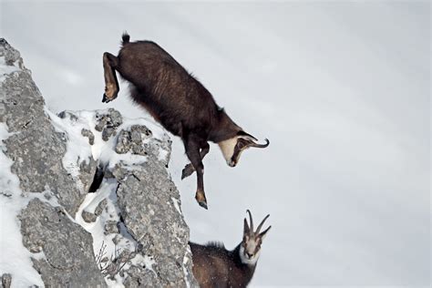 Chamois Des Alpes Le Dossier Complet De La Revue Salamandre La