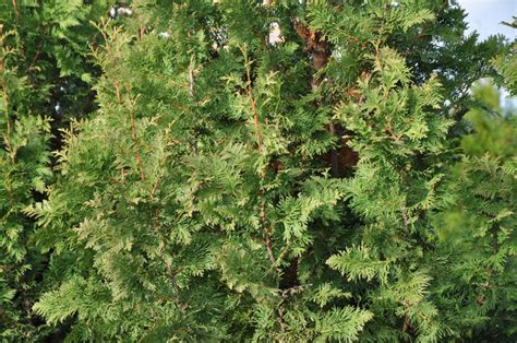 Туя западная "Спиралис" (Thuja occidentalis Spiralis) - Хвойные ...
