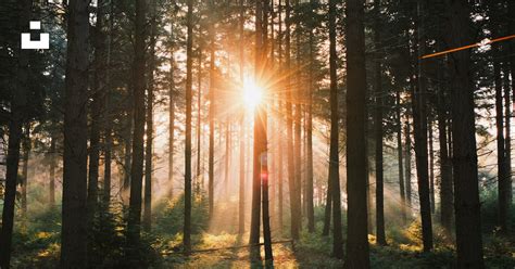 숲 속의 나무 사이로 태양이 빛나고 있습니다 사진 Unsplash의 무료 자연 이미지