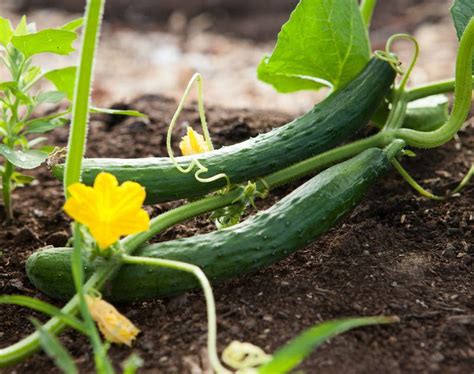 Why Your Cucumbers Are Bitter And How To Fix It Complete Gardening