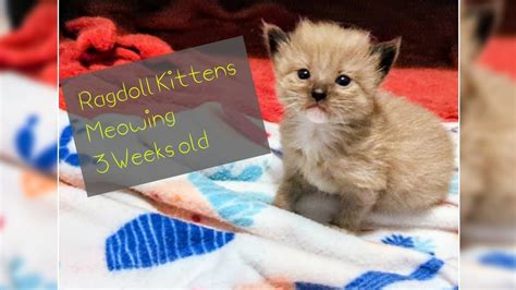 Ragdoll Kittens Meowing 3 Weeks Old Youtube