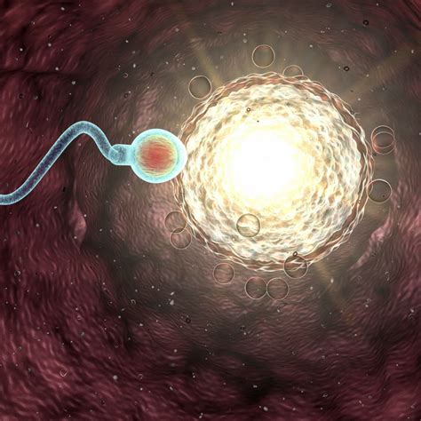 Полова система Архиви БИЛКИТЕ