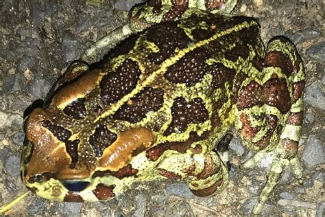 Gallery Western Leopard Toad