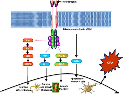 Signalling Pathways Associated With Ntrk1 Neurotrophins Bind To The Download Scientific