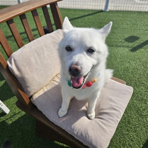 시바견스피츠믹스 곰이 강아지책임분양♥ 아이조아 유기방지입양 파양 강아지보호소 고양이보호소 무료분양센터