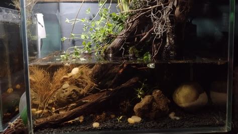 Paludarium Build Part3 Youtube