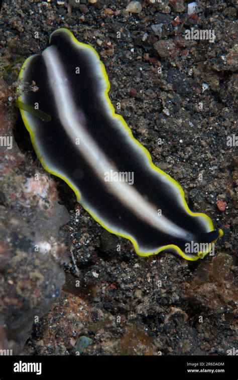 Polyclad Flatworm Pseudoceros Sp Aer Perang Dive Site Lembeh Straits Sulawesi Indonesia