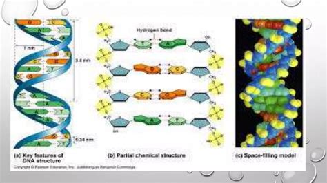 Watson And Crick Model Of Dna Pptx