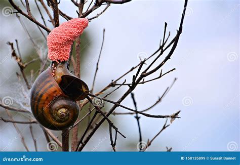 Cherry Clams Are Laying Eggs Stock Image Image Of Marsh Leaf
