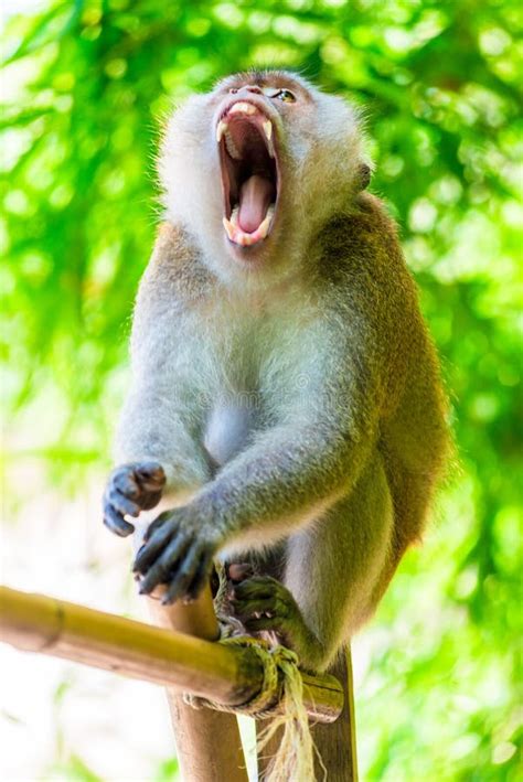 Monkey Open Mouth Stock Images Download 1368 Royalty Free Photos