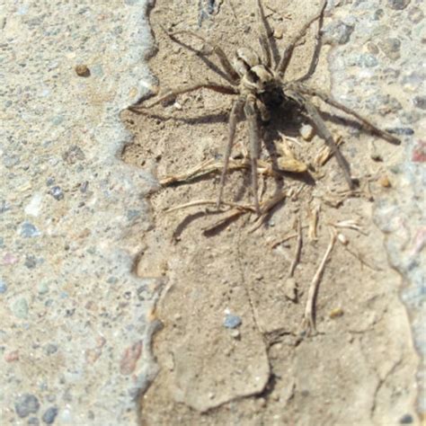 Lin Yifan Lanzhou University Lanzhou Lzu School Of Life Science Research Profile